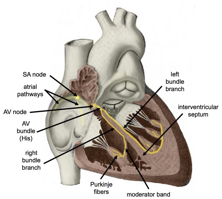 Chapter 6 The Cardiovascular System The Heart Anatomy And Physiology